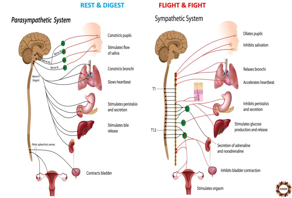 NMR Tips and Tools - NeuroMuscular Reprogramming